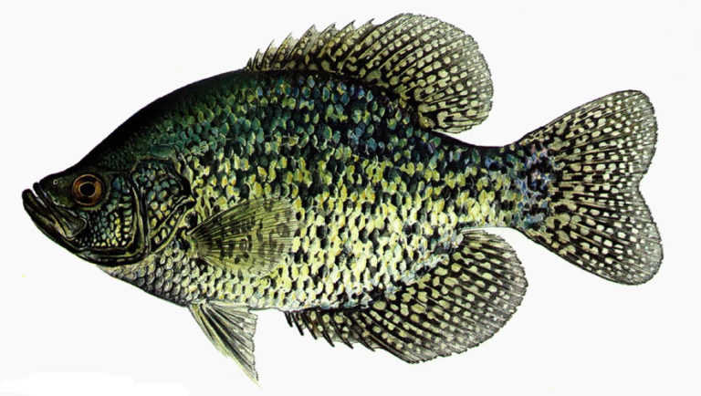 How to Fish Crappie? – Indiana Info – Indiana Info